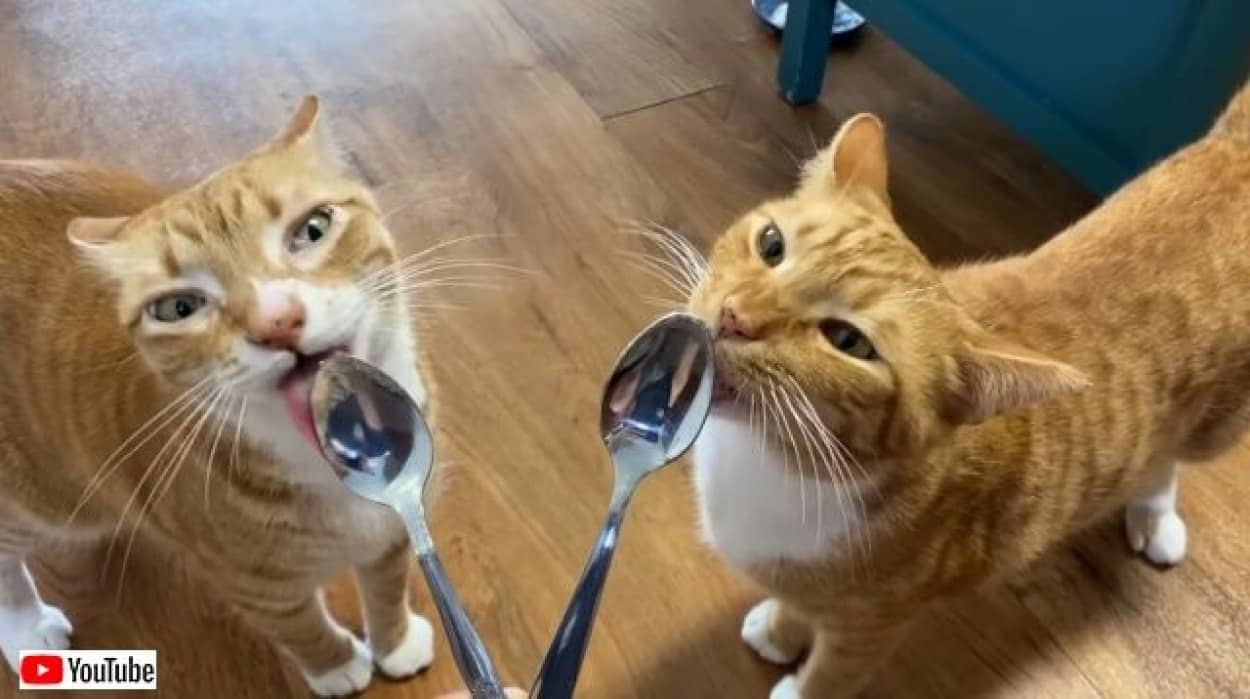 これからよろしくね、兄弟！庭猫ボンド氏、無事に家猫たちの仲間入りを果たす | ニコニコニュース