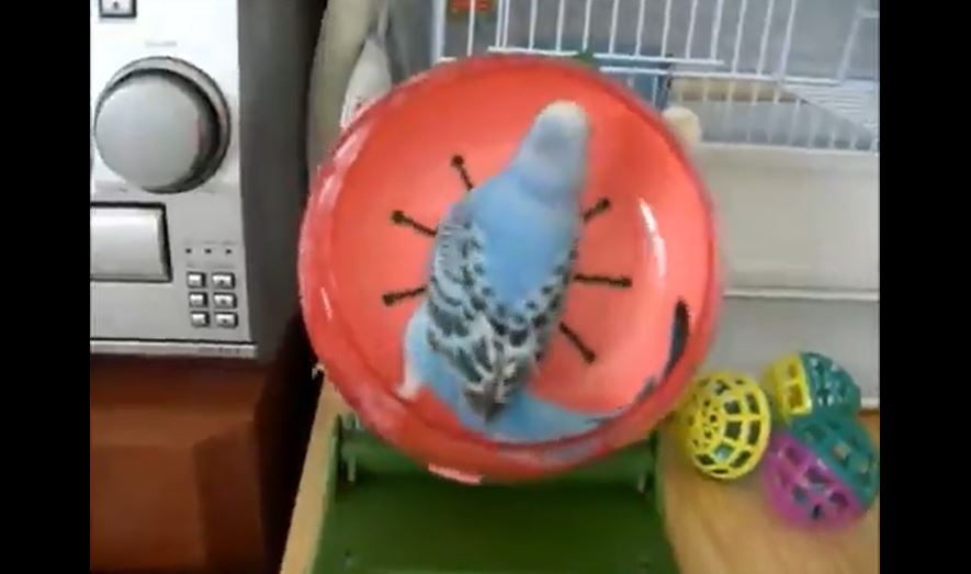 セキセイインコが「回し車」の“斬新な乗り方”を発見！ 体重移動で見事に乗りこなし「かしこい」「こりゃ楽しそうだw」の声 | ニコニコニュース