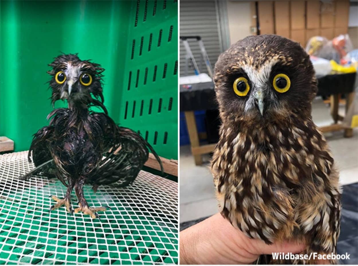 クリーチャー感がすごい！濡れフクロウと乾きフクロウの比較写真 | ニコニコニュース