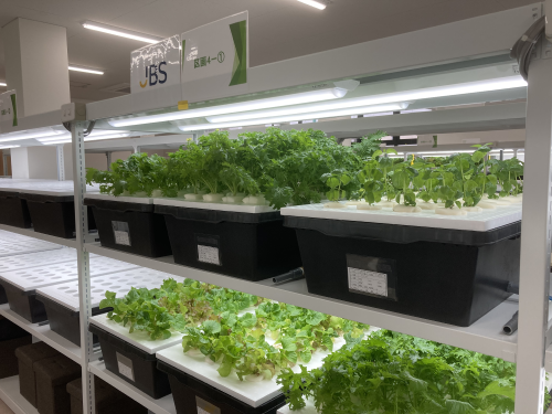 JBS、多様な人材の活躍支援を目的とした農園型の障がい者雇用を開始 | ニコニコニュース