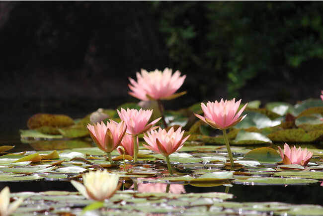 色鮮やかに水面を彩る美しい花が見頃に「スイレン展」2023年6月6日（火）～25日（日）開催（草津市立水生植物公園みず | ニコニコニュース