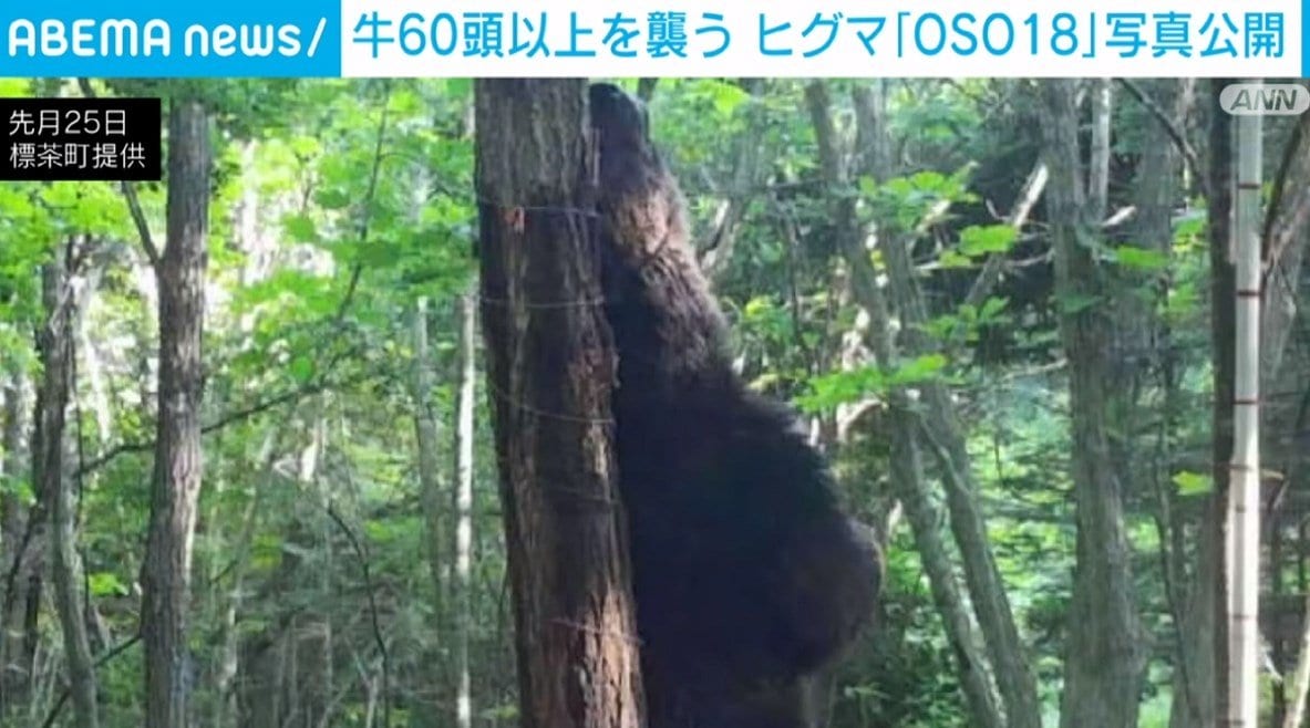 北海道で牛60頭以上襲ったヒグマ「OSO18」 新たな写真を公開 現在も追跡中 | ニコニコニュース