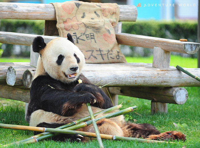 【HAPPY PANDA FES 2023】2023 ジャイアントパンダ グローバル誕生祭 in | ニコニコニュース