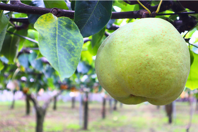 \数量限定／北国が育む香り高い”幻の梨”！？口コミでしか買えない「北限のかおり梨」をお届け！【秋田を贈るECサイト 詩 | ニコニコニュース
