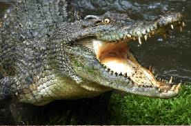 【何で！？】突然ワニたちが交尾をはじめる→低空飛行したヘリコプターの音がトリガーか！？ | ニコニコニュース