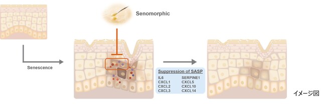 ローヤルゼリーの抗老化作用について新メカニズムを解明 老化を促進する炎症反応を抑制 | ニコニコニュース