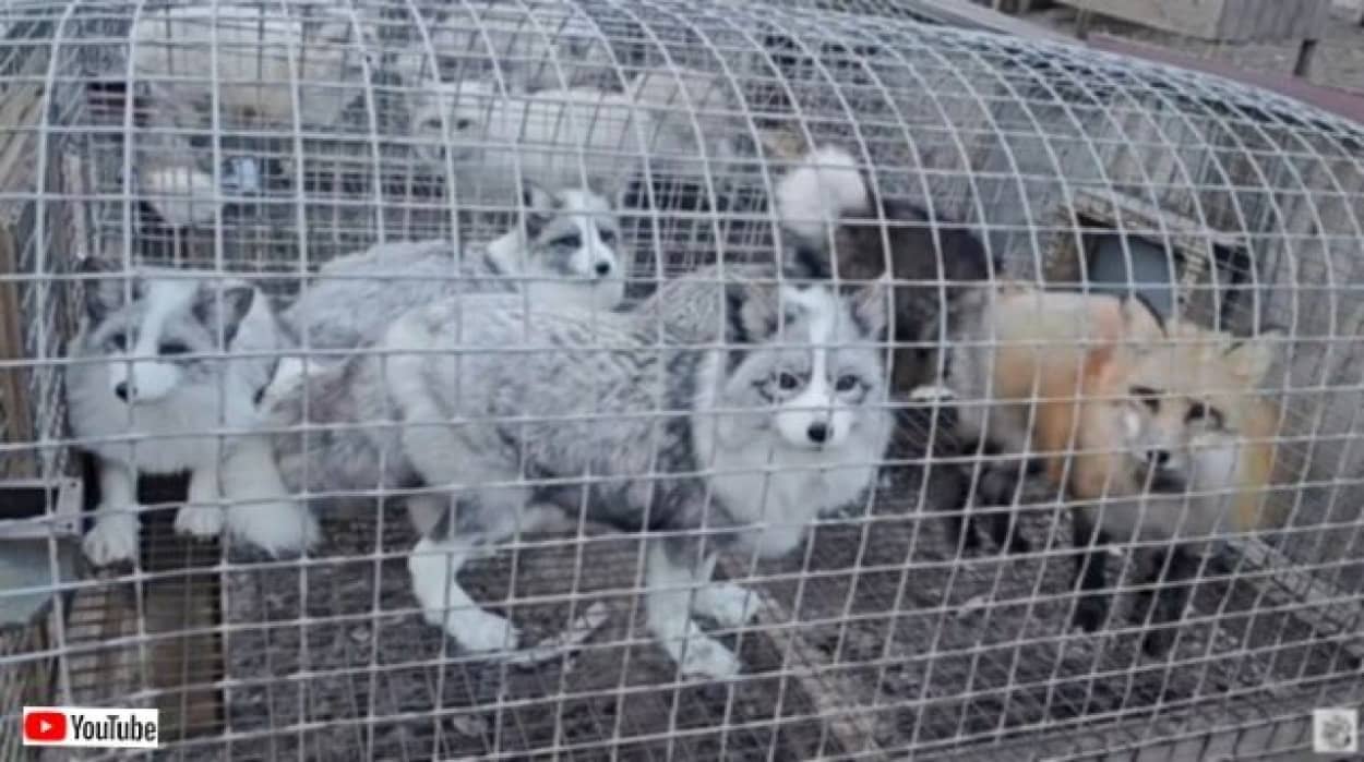 Save A Fox～500匹の狐たち救出大作戦！毛皮ファームからの最初の40匹が保護団体に到着した | ニコニコニュース