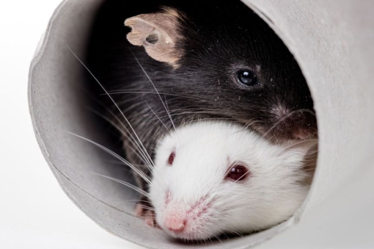 マウスは意識不明の仲間を助けようと、必死に行動を起こすことが判明 | ニコニコニュース