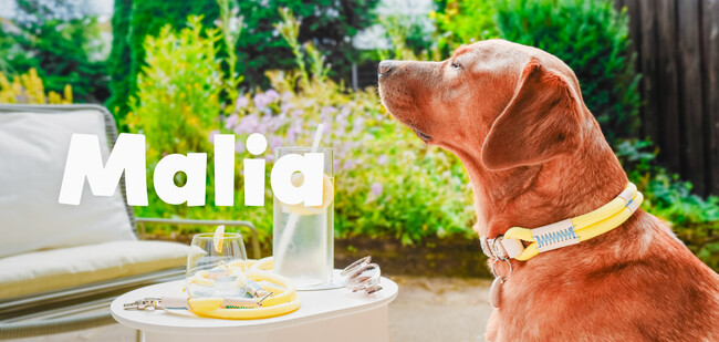 ドイツ犬具ブランド「ハンター」から最新作の首輪・リード「マリア」が国内新登場。最上級の革とロープが織りなす欧州最先端フ | ニコニコニュース