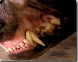 テキサス州で冷凍保存されているチュパカブラとされる生物の標本 | ニコニコニュース