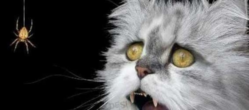 虫を追跡し積乱雲が生まれる現場を突き止めることに成功（日本気象研究所） | ニコニコニュース