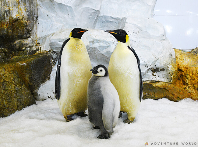 世界初、エンペラーペンギンの人工授精で有精卵の確認に成功 種の保存と繁殖技術の確立に向けた大きな一歩 | ニコニコニュース