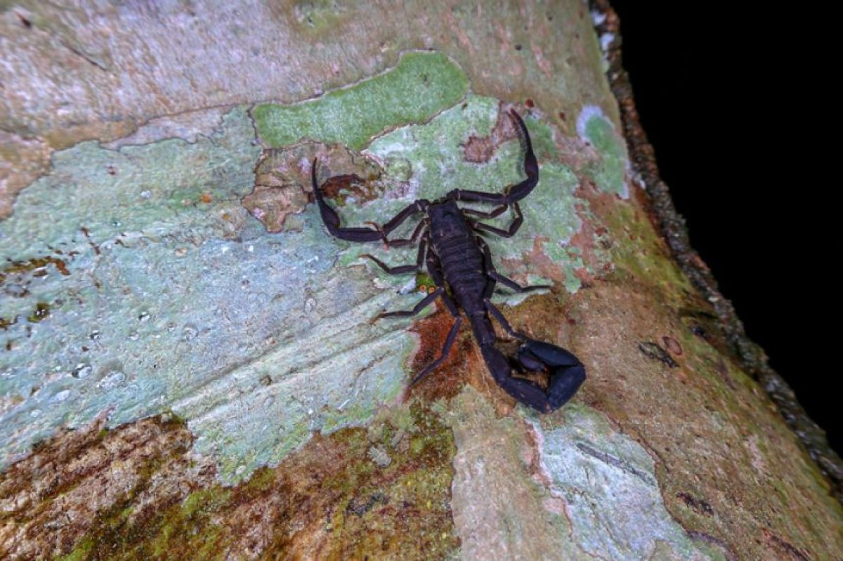 アマゾンのサソリの毒から乳がん細胞を壊死させる成分を特定 | ニコニコニュース