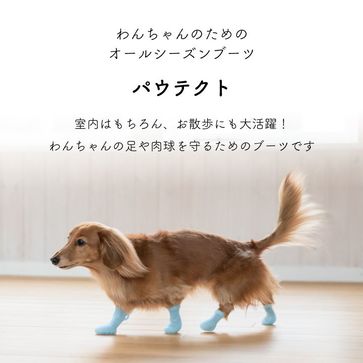 SNSでも話題のカラフルな犬用ブーツ“パウテクト”が 有名テレビ局の番組で10月4日に紹介！ | ニコニコニュース