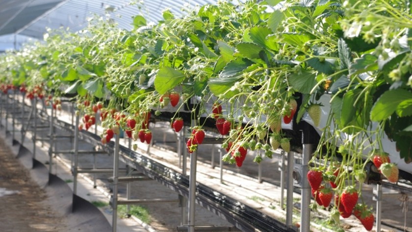 ガスが植物を育てる！ そしておいしくさせる？ | ニコニコニュース