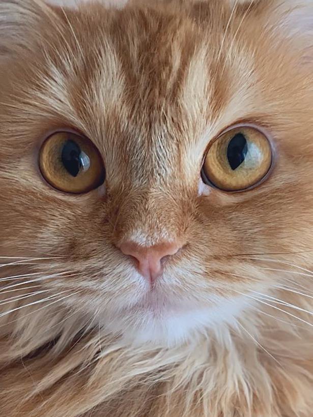 「美しすぎる…」との声が続出！Twitterで話題の“美少女系にゃんこ”むぎちゃん | ニコニコニュース