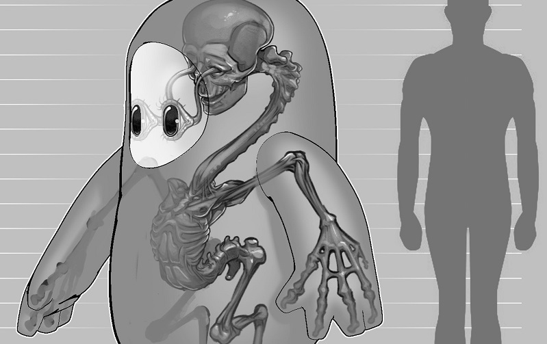 『Fall Guys』の中身が判明、“公式”骨格図が公開。衝撃的な生態がまたひとつ明らかに | ニコニコニュース