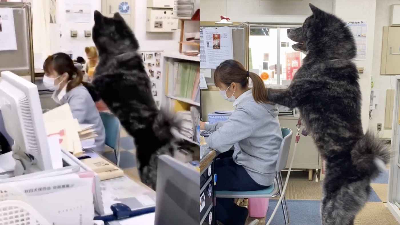 この職場最高すぎ！超大きな秋田犬が肩揉みしたり受付してくれる職場が話題に！ | ニコニコニュース